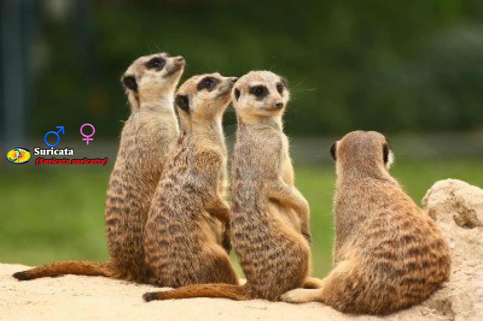 Zoologia: Suricata (Suricata suricatta)